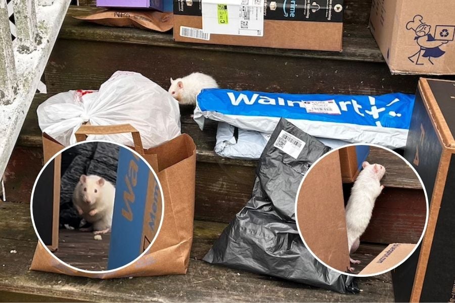 Rocky Point rat rescue: Animal rescuer pushes to save 300 white rats
