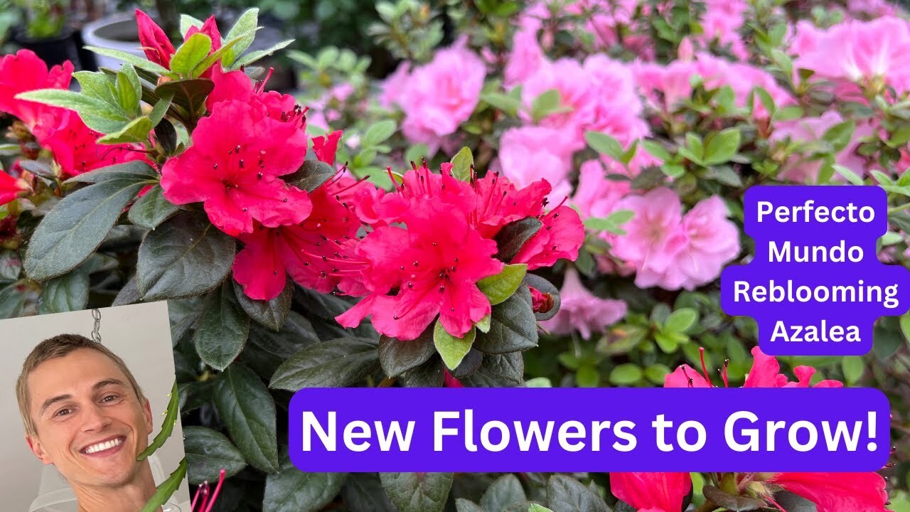 Reblooming azalea Perfecto Mundo - Try this new plant!