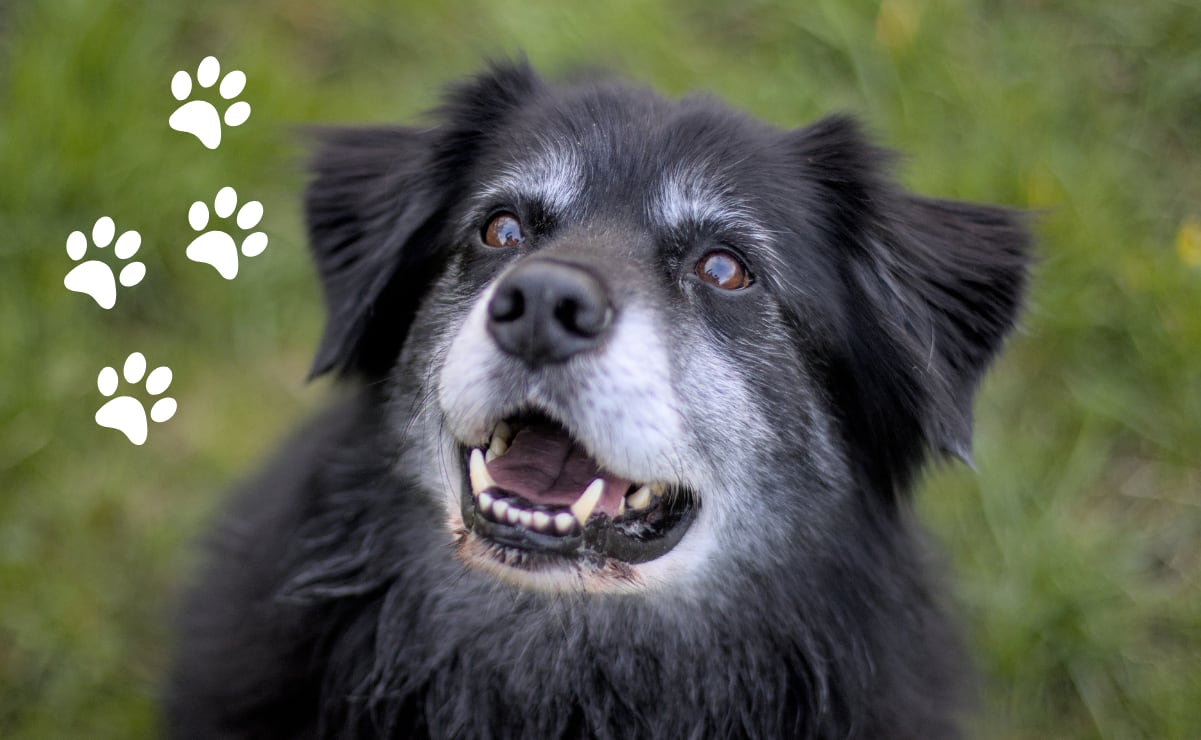¿Cómo cuidar el bienestar de tu mascota en la vejez: salud ...