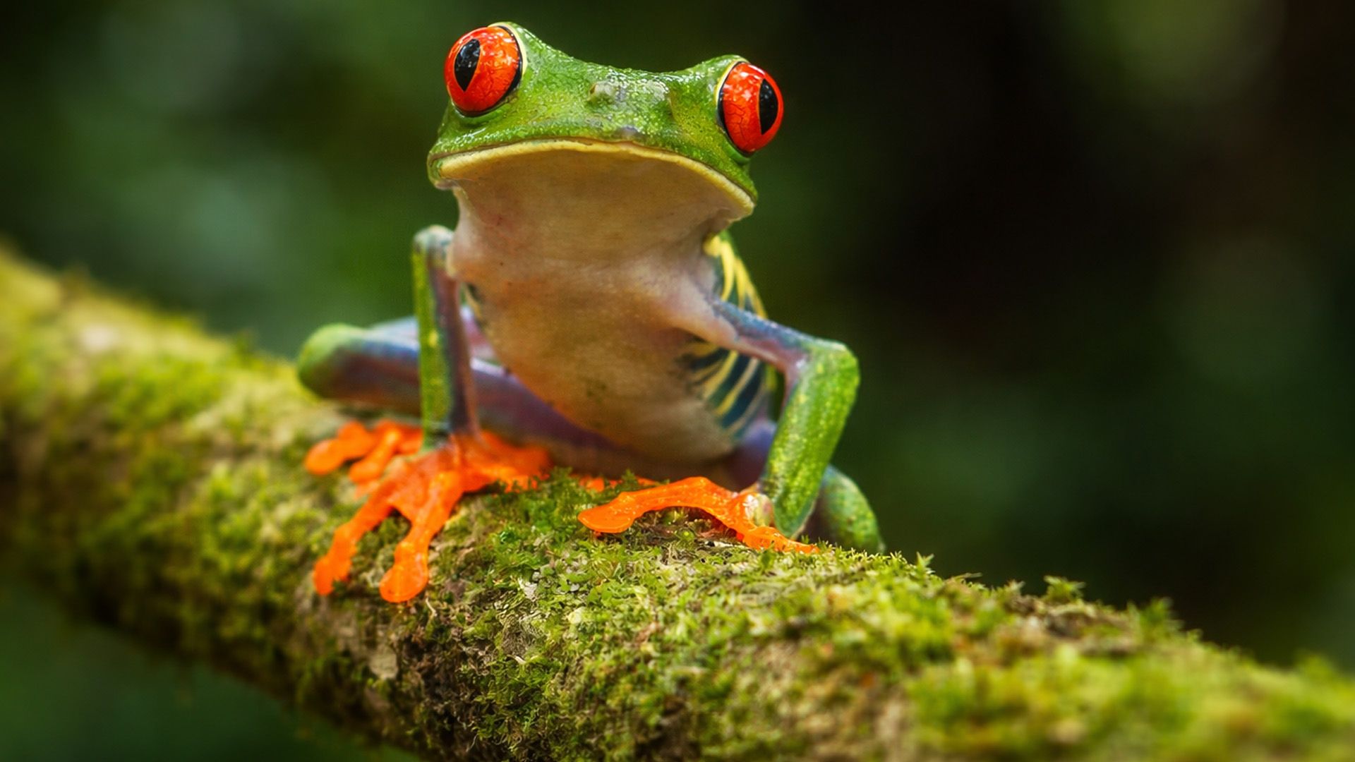 Would you touch this frog?