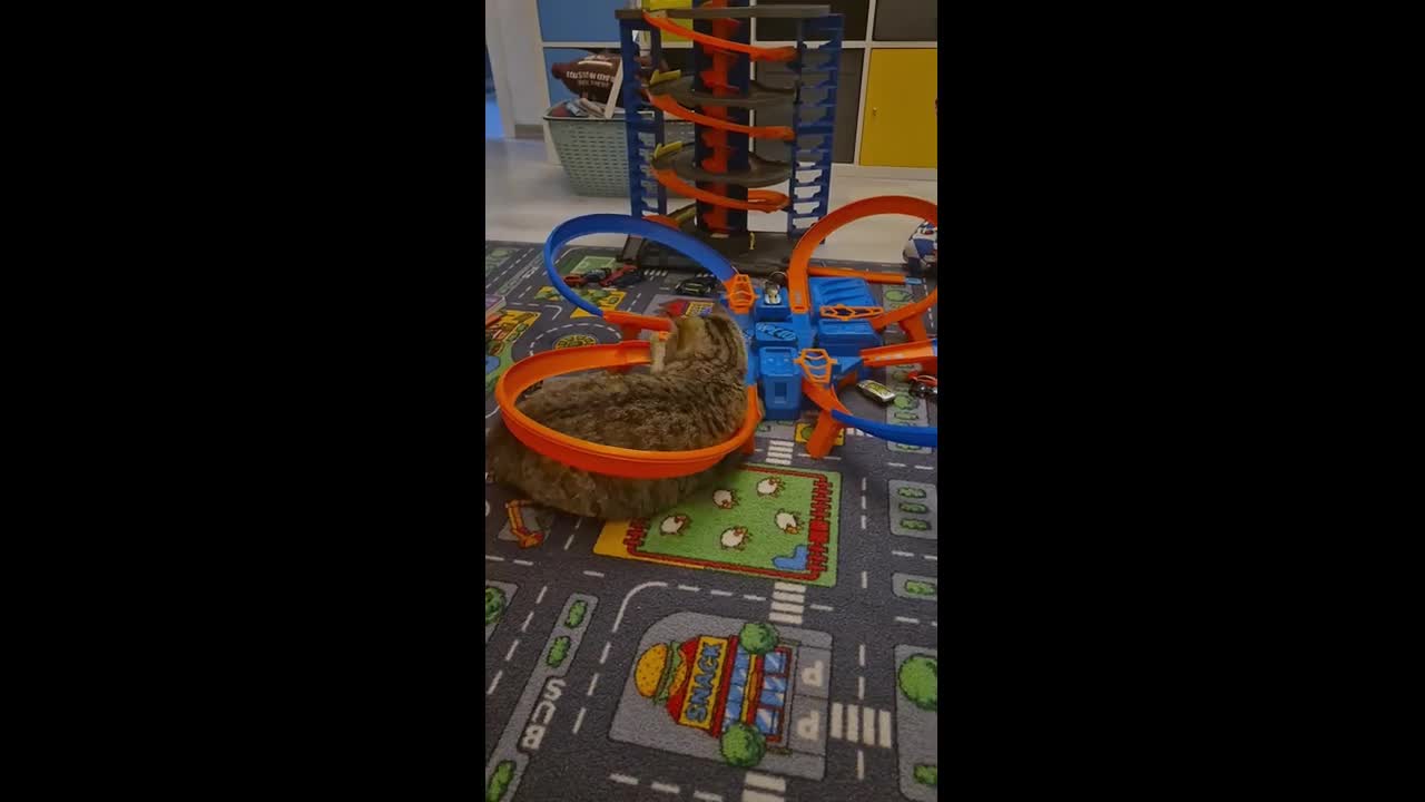 Cat and child play Hot Wheels together at home in Schmölln-Putzkau, Germany