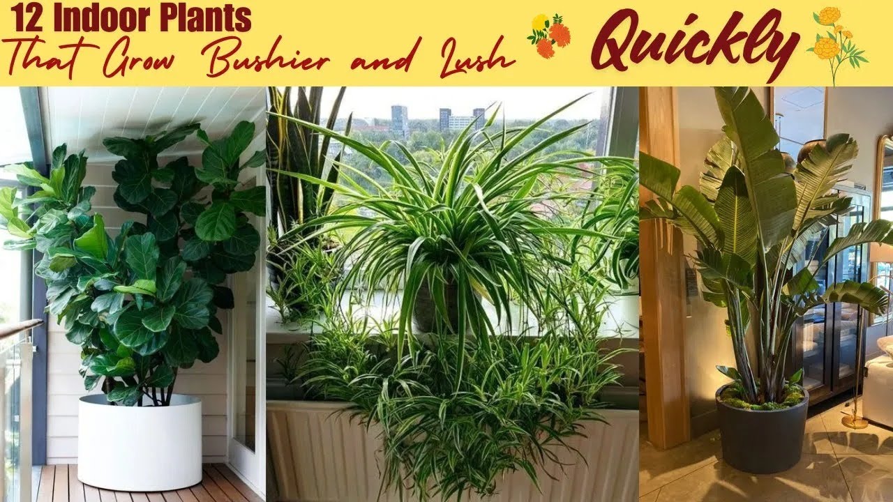 Indoor plants that grow quickly and bushy: 11 varieties