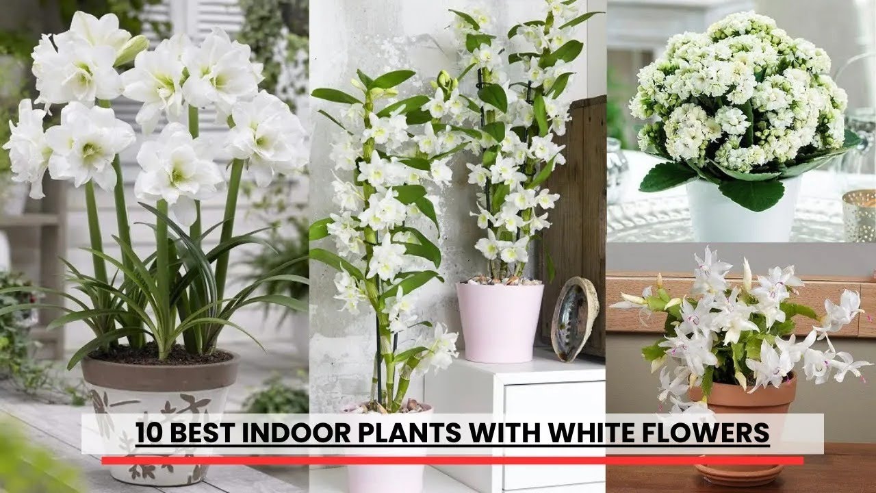 Brighten your home with 10 white-flowering indoor plants