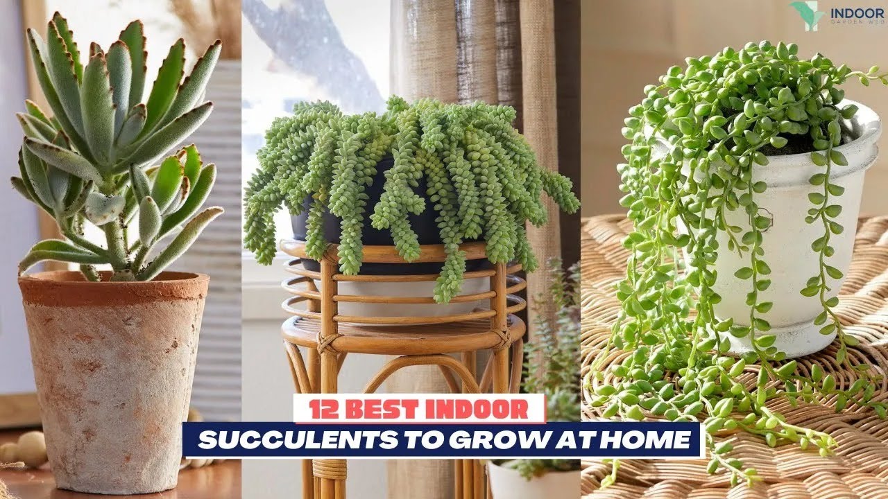 Indoor succulents 12 best varieties for your home