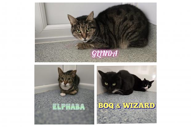 Cats rescued after owner dies need urgent dental care