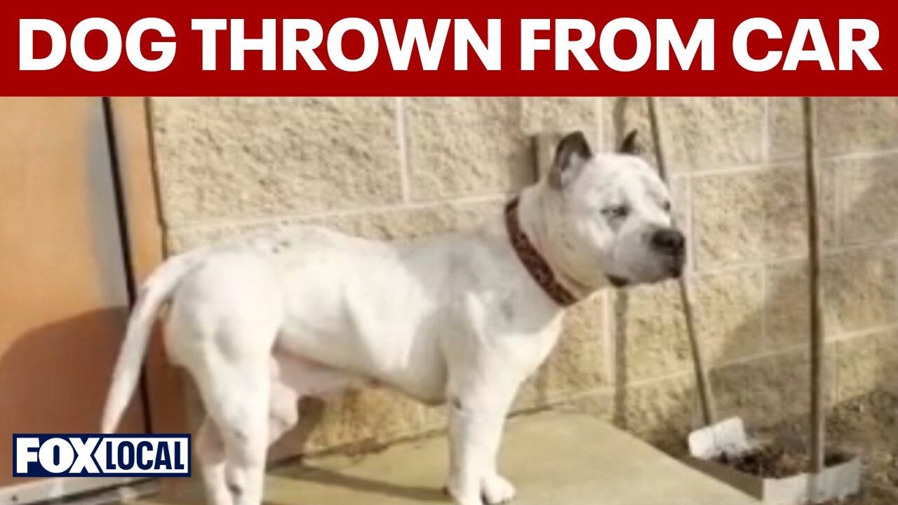 'Cruel and criminal': Dog thrown from moving vehicle in Bucks County