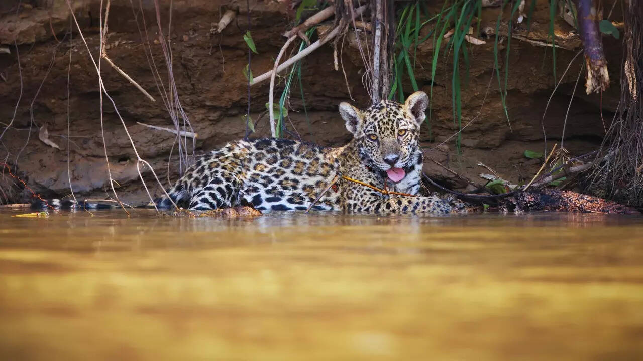 10 most iconic wetlands from around the world