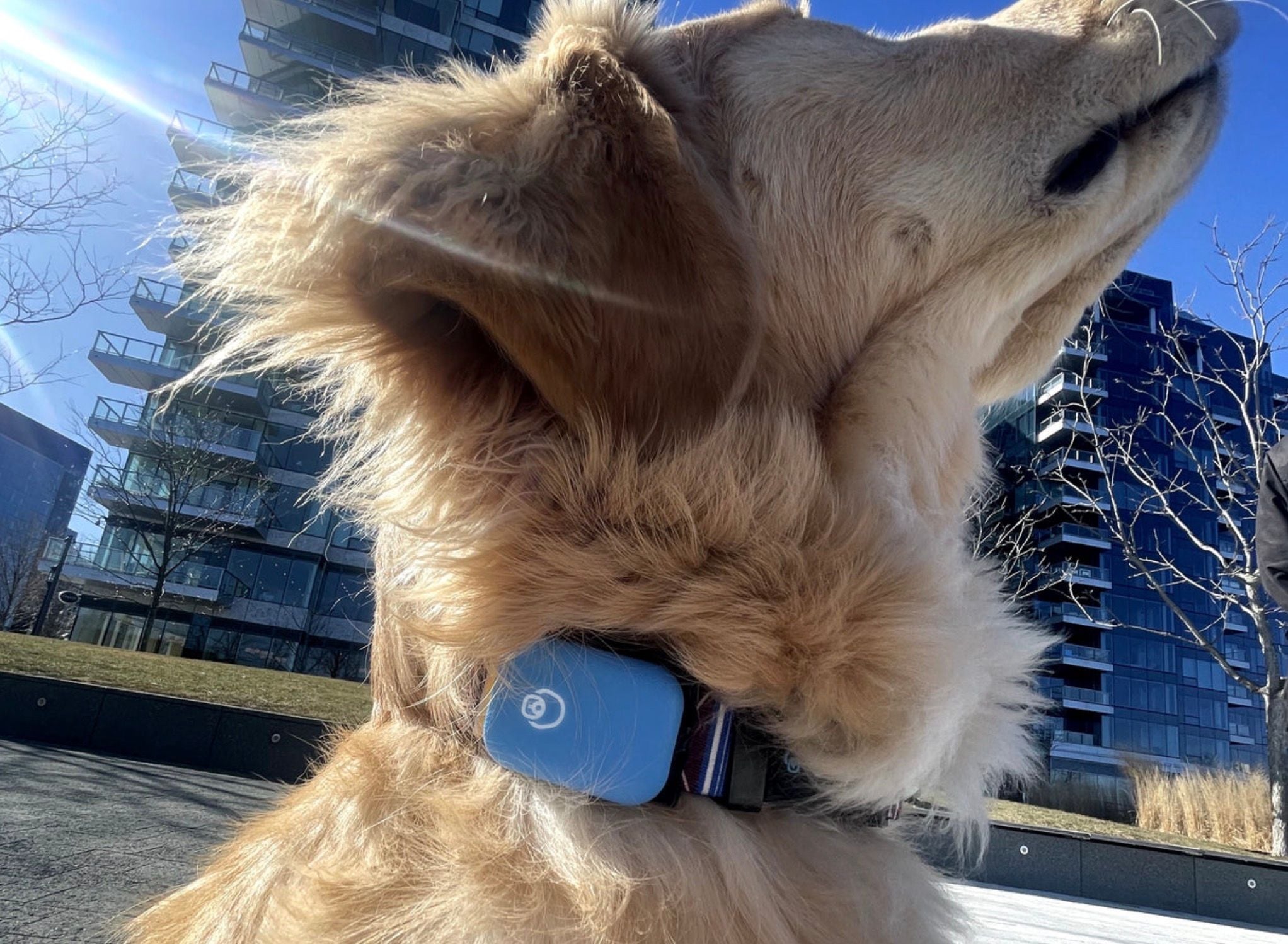 Queva unveils AI sleep tracking feature for dogs at CES 2026