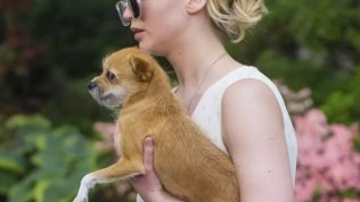 Jennifer Lawrence dopo che il suo Chihuahua ha morso la figlia ...