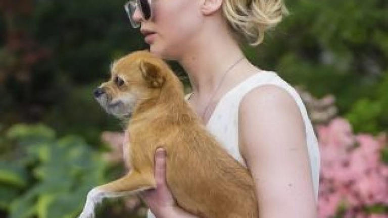 Jennifer Lawrence dopo che il suo Chihuahua ha morso la figlia ...