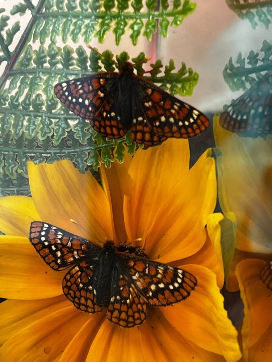 New Mexico BioPark Society’s efforts to save endangered checkerspot ...