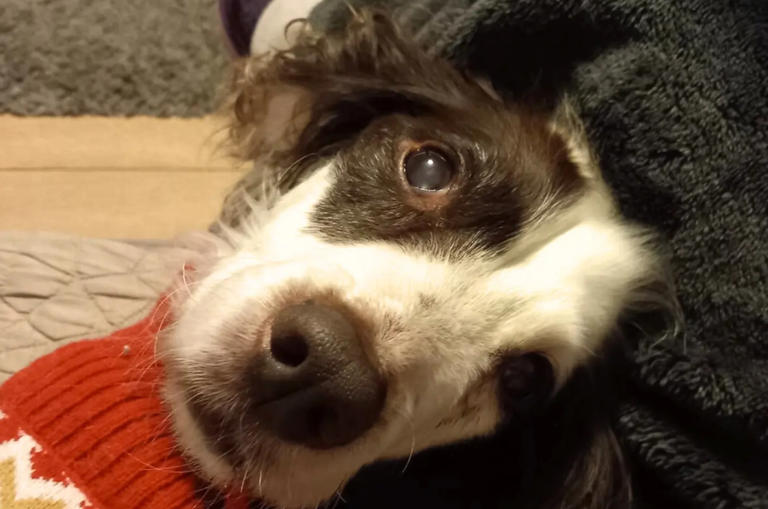 12 adorable puppies and dogs at Dogs Trust Merseyside looking for ...