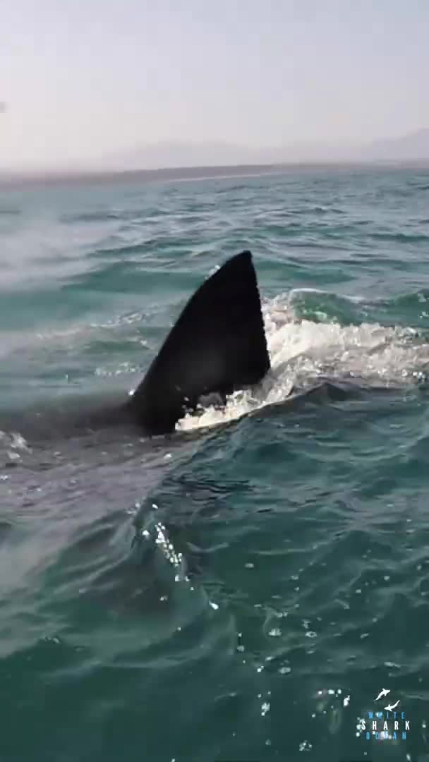 3.5m great white shark lunges #shorts
