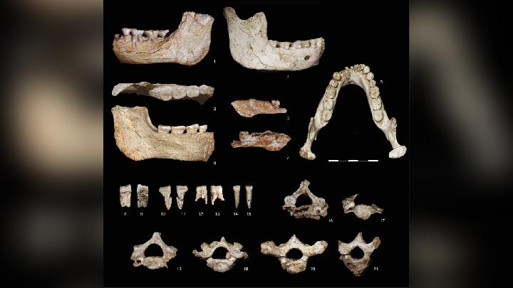 Fosil hominid dari Maroko diduga leluhur awal manusia modern
