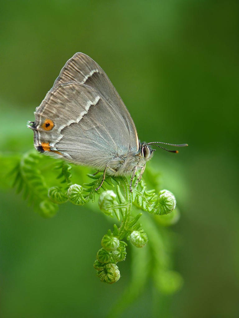 Bird, butterfly and dragonfly numbers soar at flagship rewilding project