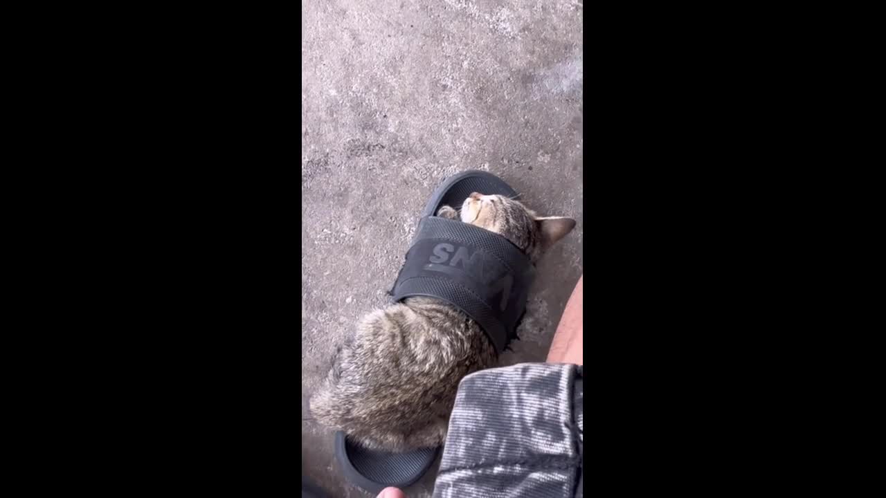 Cat naps inside a slipper after a meal at a resort restaurant in Riau ...