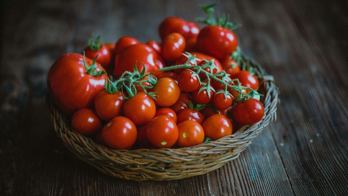 What is the scientific name of tomato?