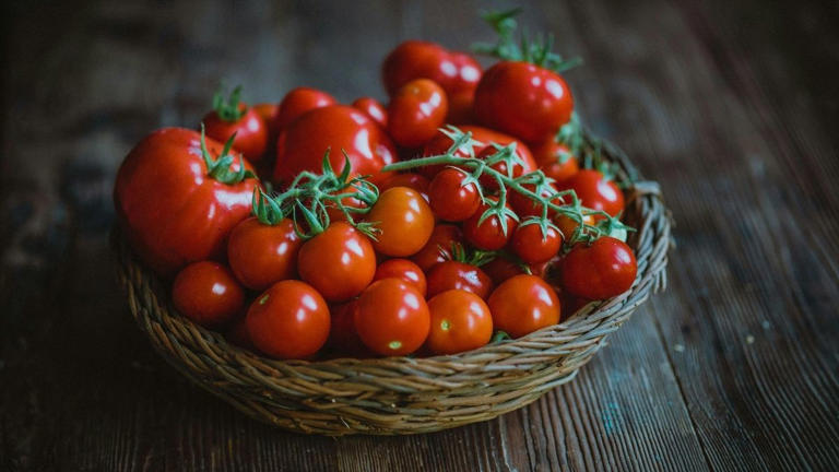 What is the scientific name of tomato?