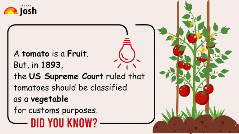 What is the scientific name of tomato?