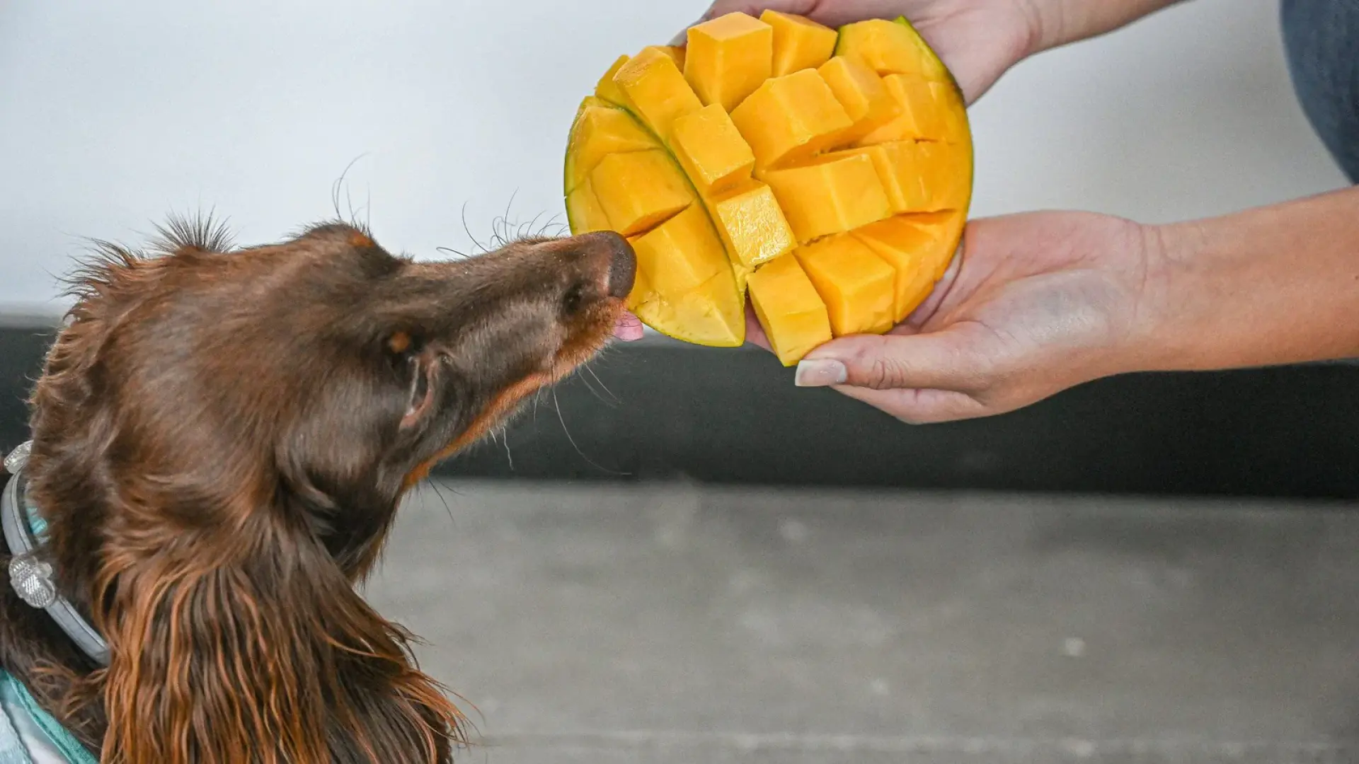 ¿Pueden los perros comer mango? La evidencia veterinaria sobre este ...