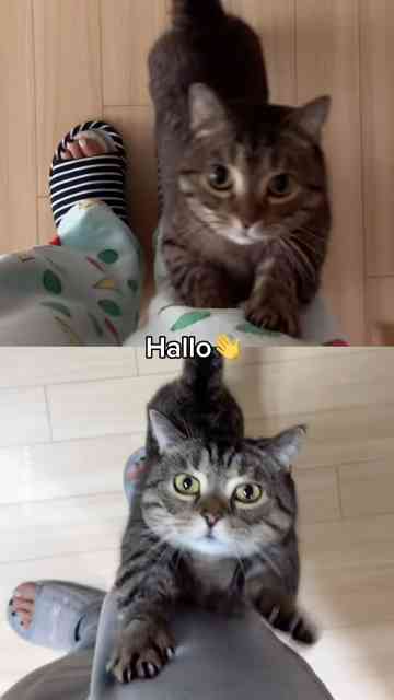 You gotta see this cat respond to greetings!