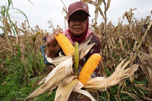 Aparat hadir di lahan petani, Bulog gandeng Polri serap jagung 1 juta ton
