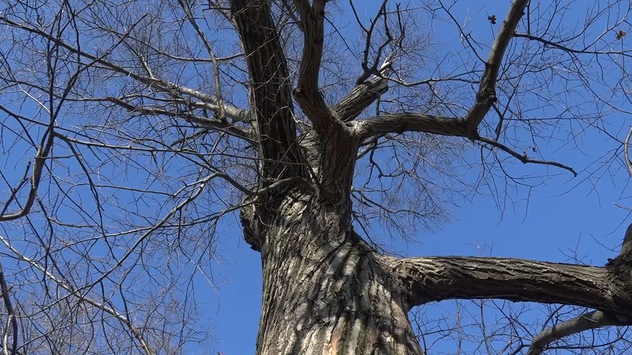 We the people: How Iowa is part of the effort to save the rare American ...