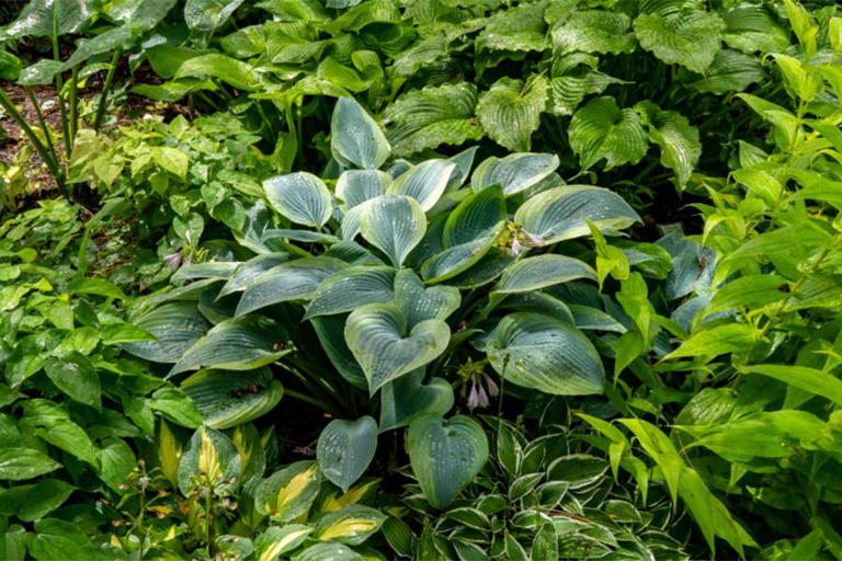 Beyond the bloom: Using color and texture for dynamic color design