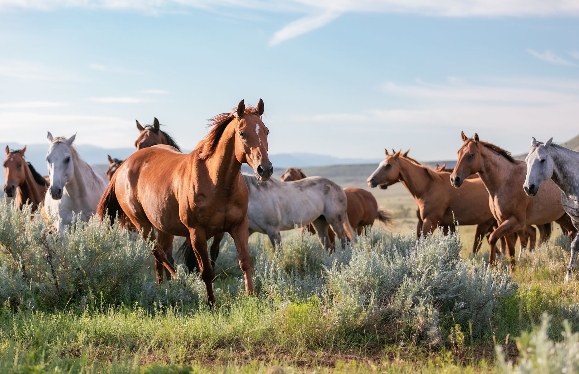 20 random facts about horses