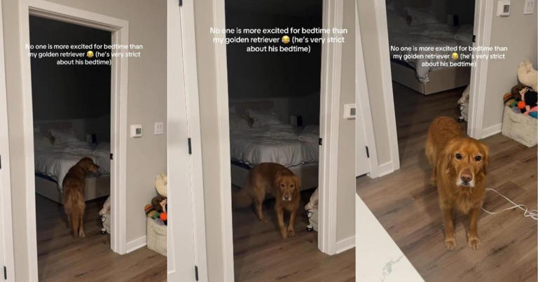 Golden retriever is excited about bedtime before 'strict' deadline