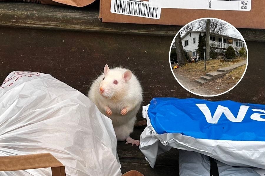Rocky Point rat house: Woman with hundreds of rodents in home charged