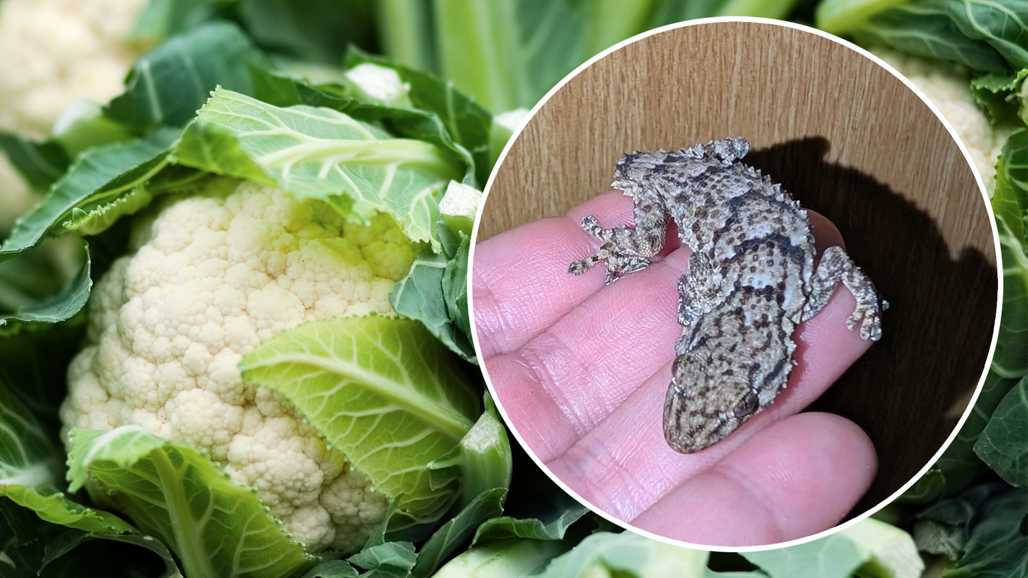 "Nettes Haus" – Mann findet Gecko in Supermarkt-Karfiol