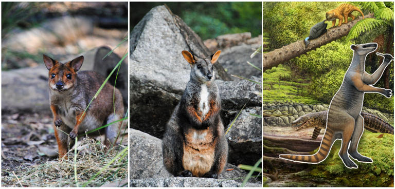Modern rock wallabies seem to survive by sticking together in small ...