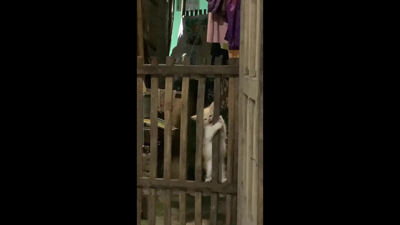 Kitten gets stuck climbing a door barrier in East Java, Indonesia