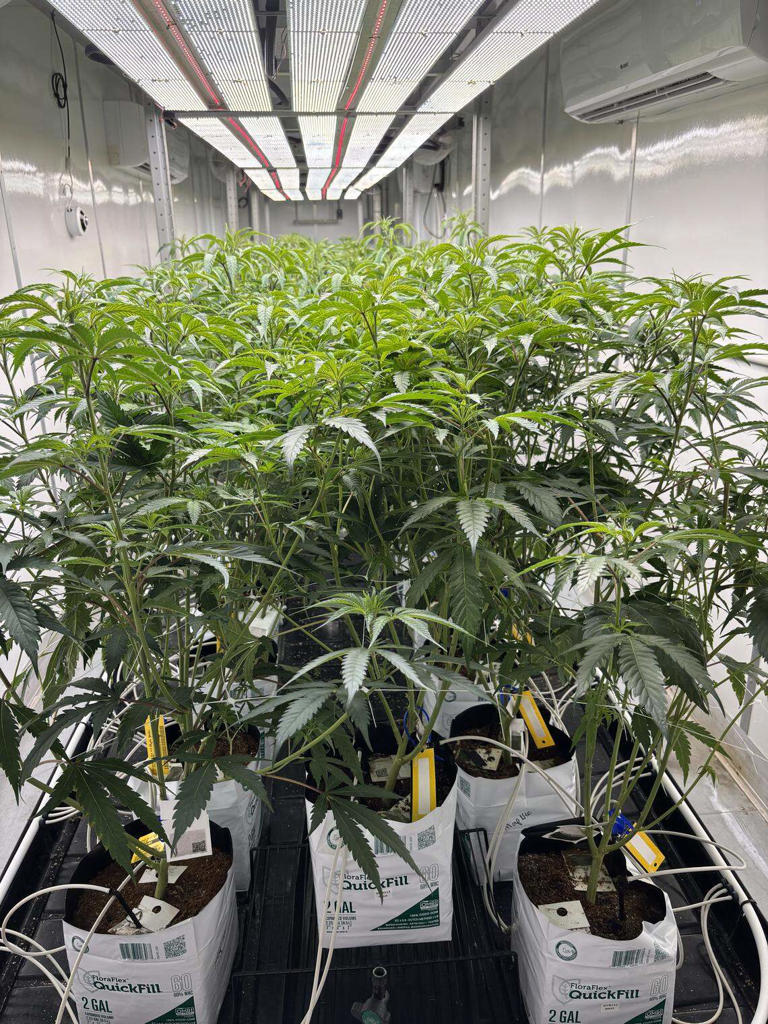 Lexington's first dispensary to open. Everything to know about medical ...