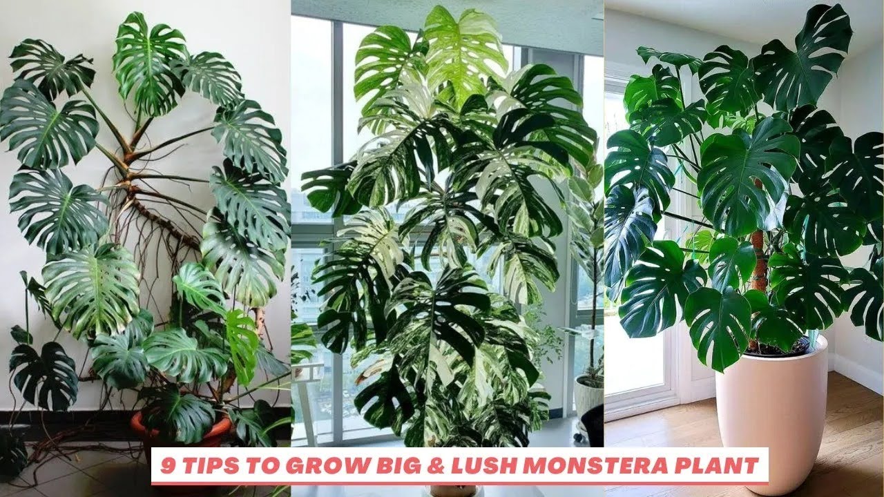 How to grow a lush monstera plant with these 9 tips