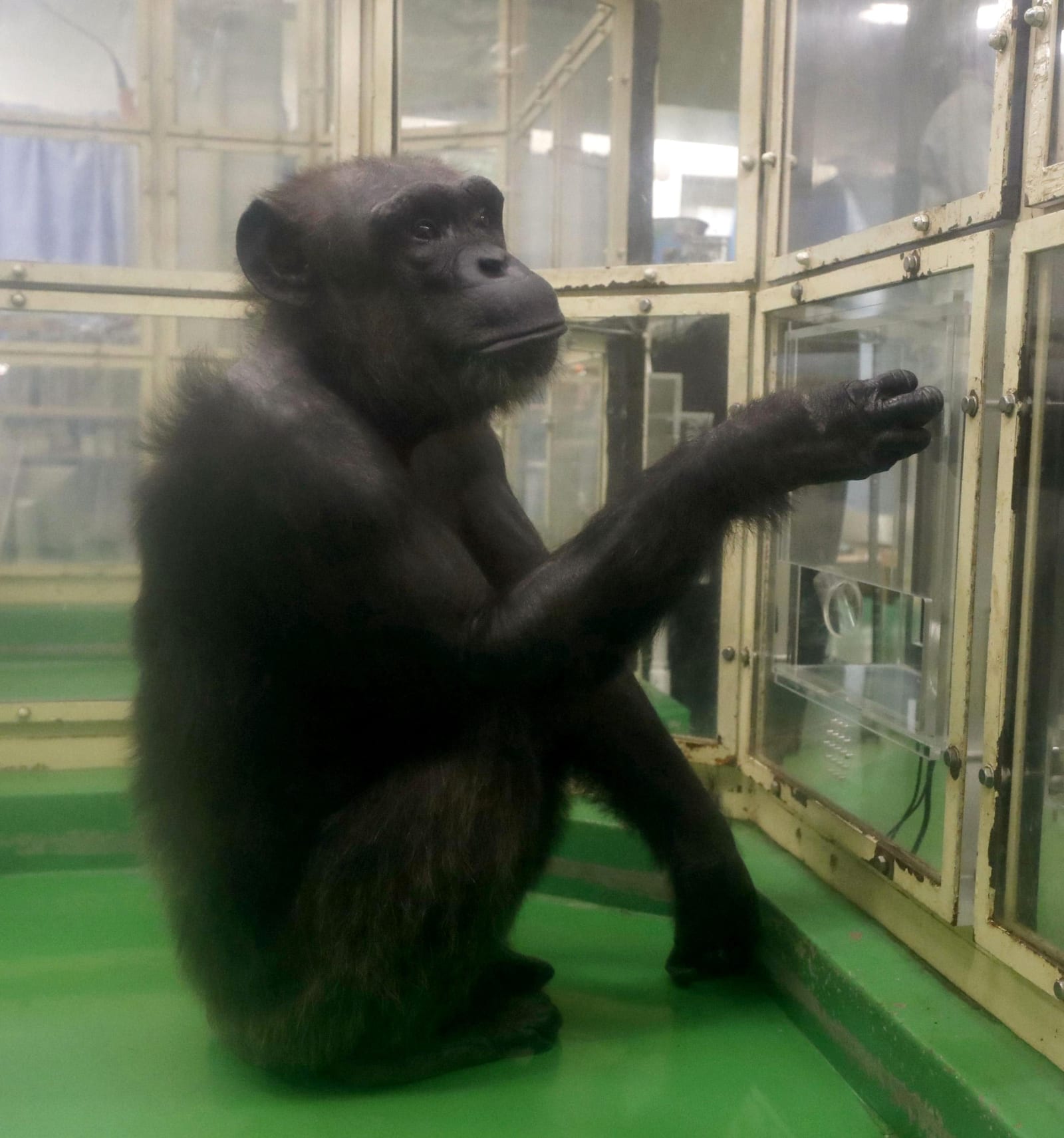 Chimpanzee Ai, known for high literacy skills, dies in Japan