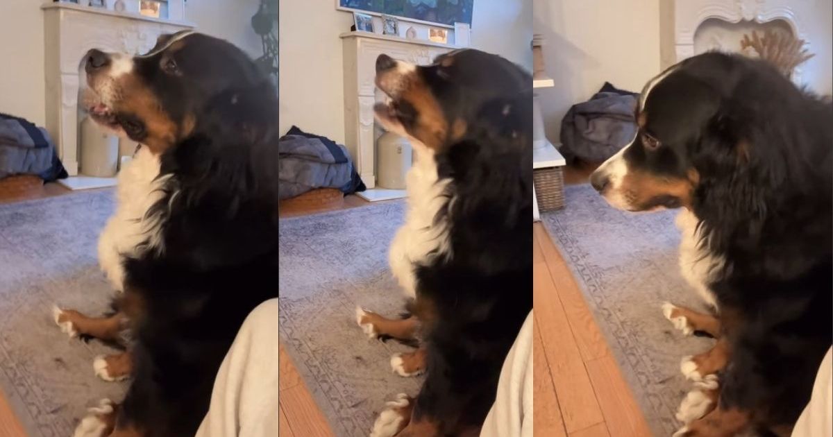 Video: Dog reacts to being called a 'big guy'