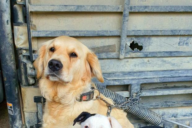 Doggy day care fee rise sparks dog owner warning