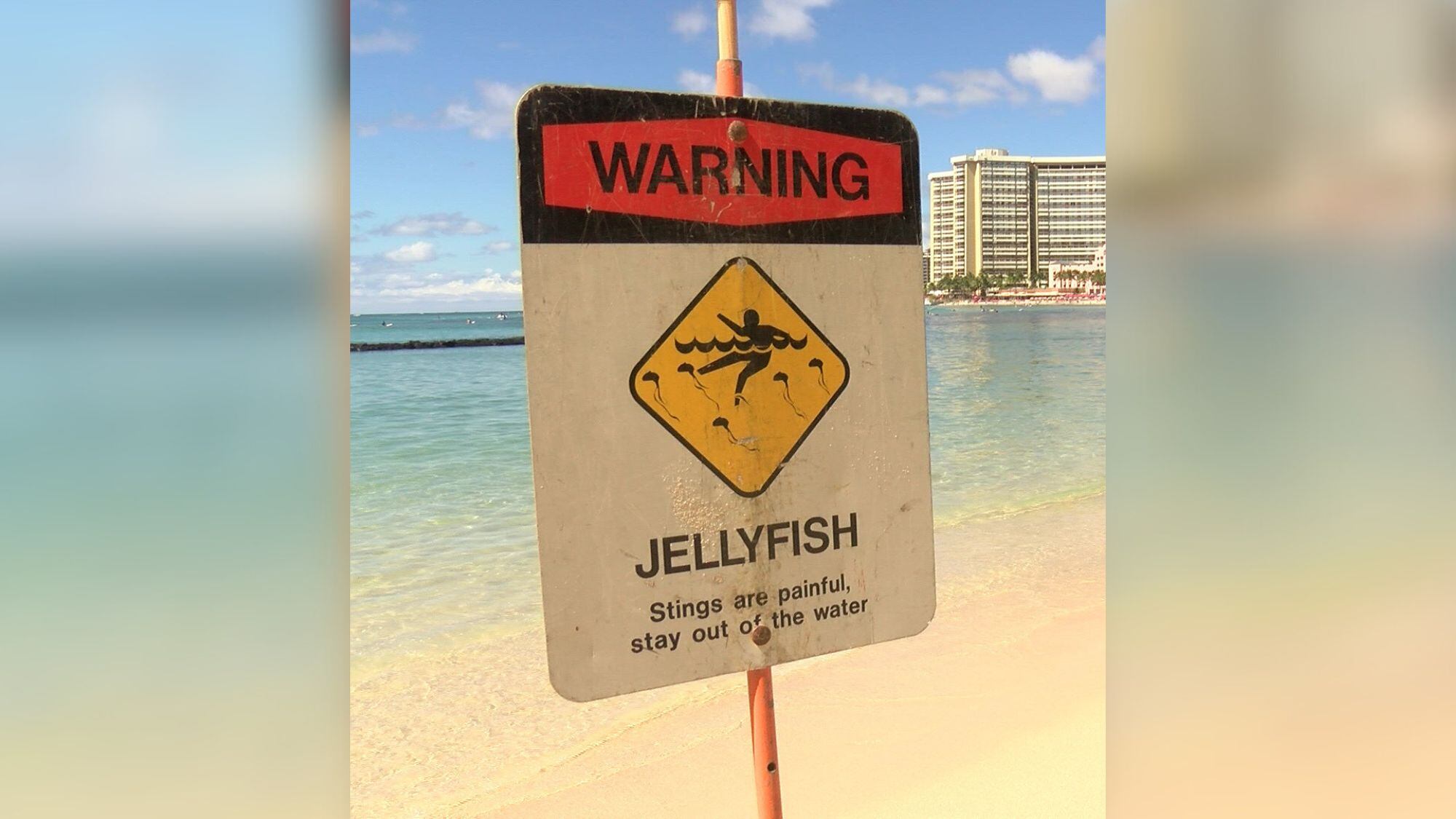 Box jellyfish advisory issued, first responders treat multiple ...