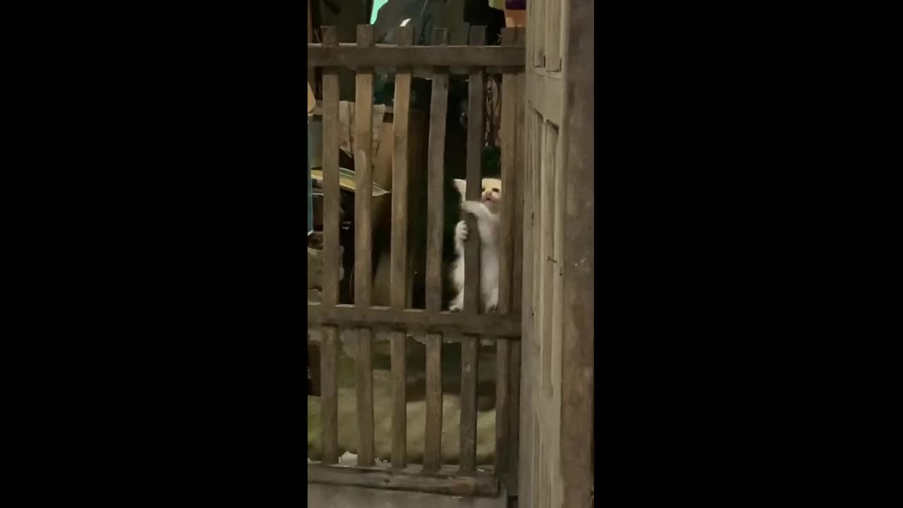 Kitten gets stuck climbing a door barrier in East Java, Indonesia