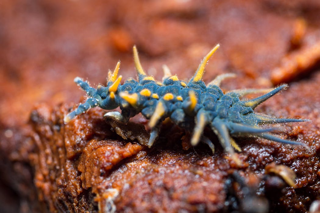 Meet the springtails: little-known fantastic beasts that live ...