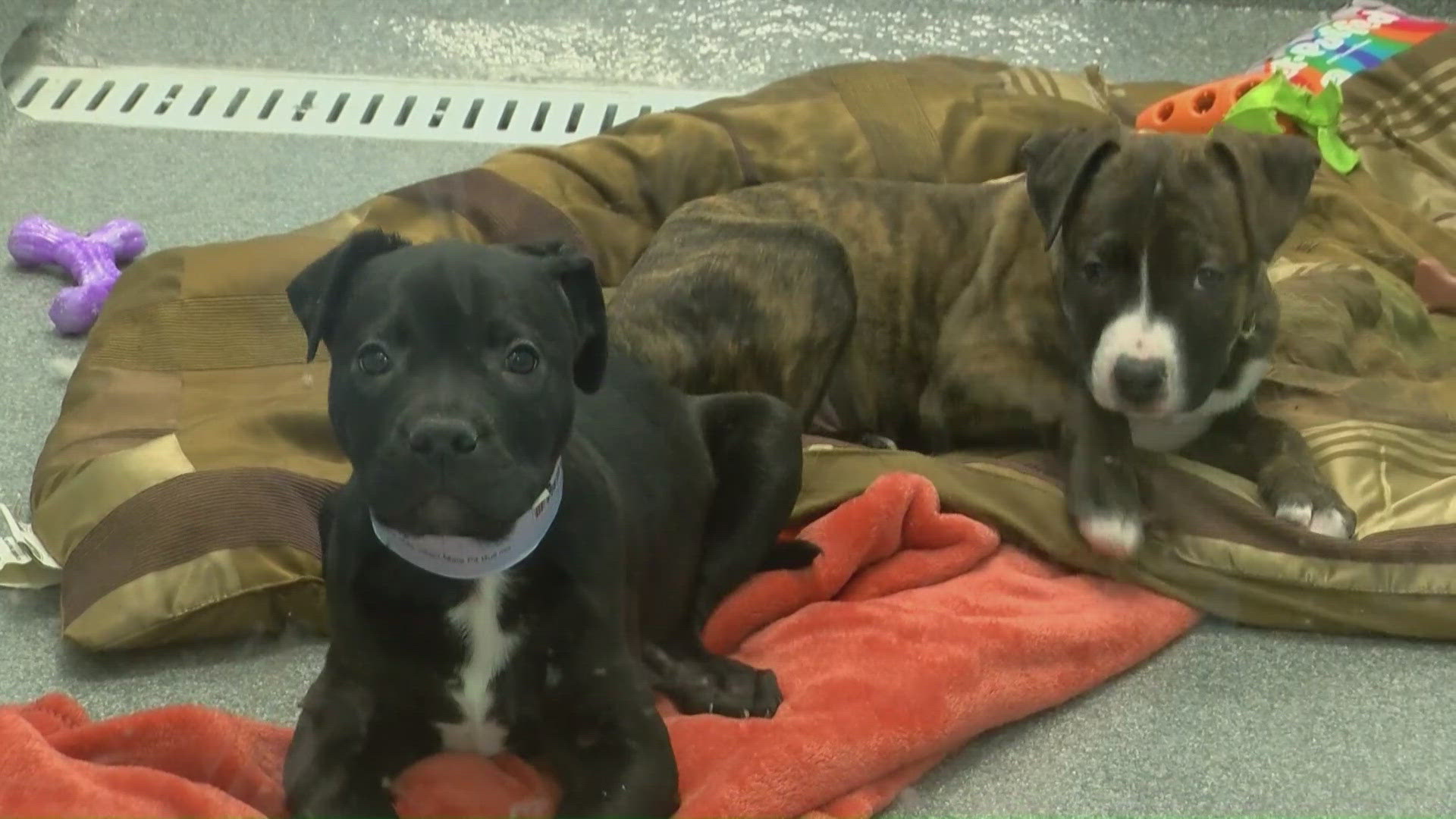 Dog owners have until end of month to get license before price doubles