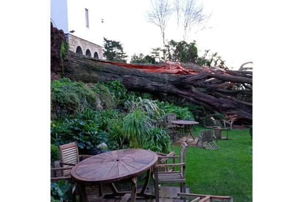 Many of Cornwall's famous gardens 'devastated' by Storm Goretti