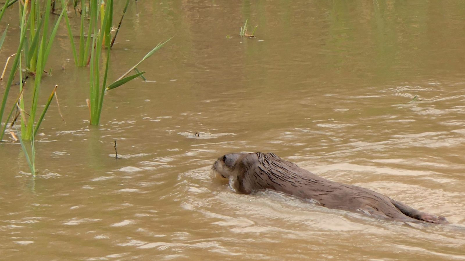 ¿Qué implica que las nutrias hayan vuelto a este río de Tarragona 40 ...