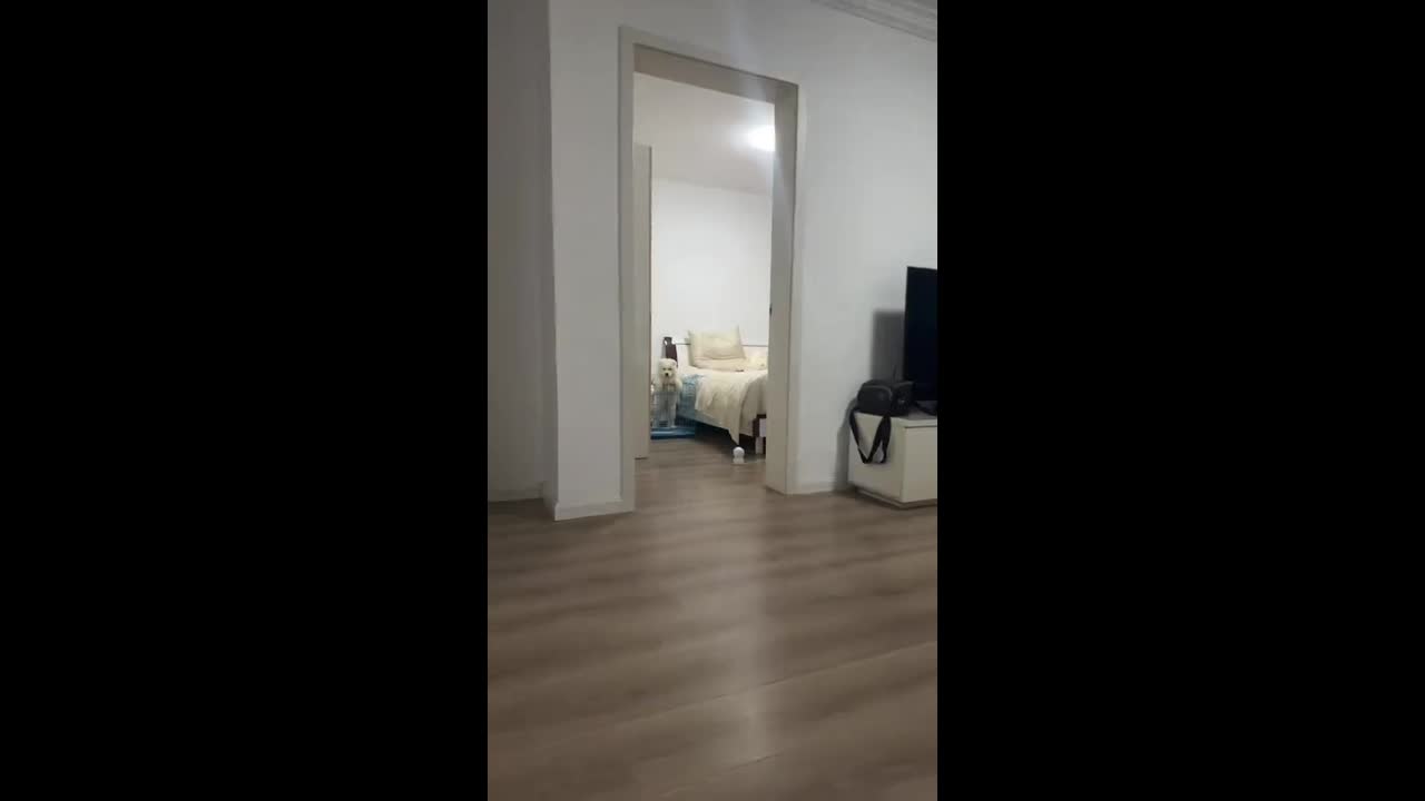 Samoyed attempts daring escape from cage in Shanghai, China