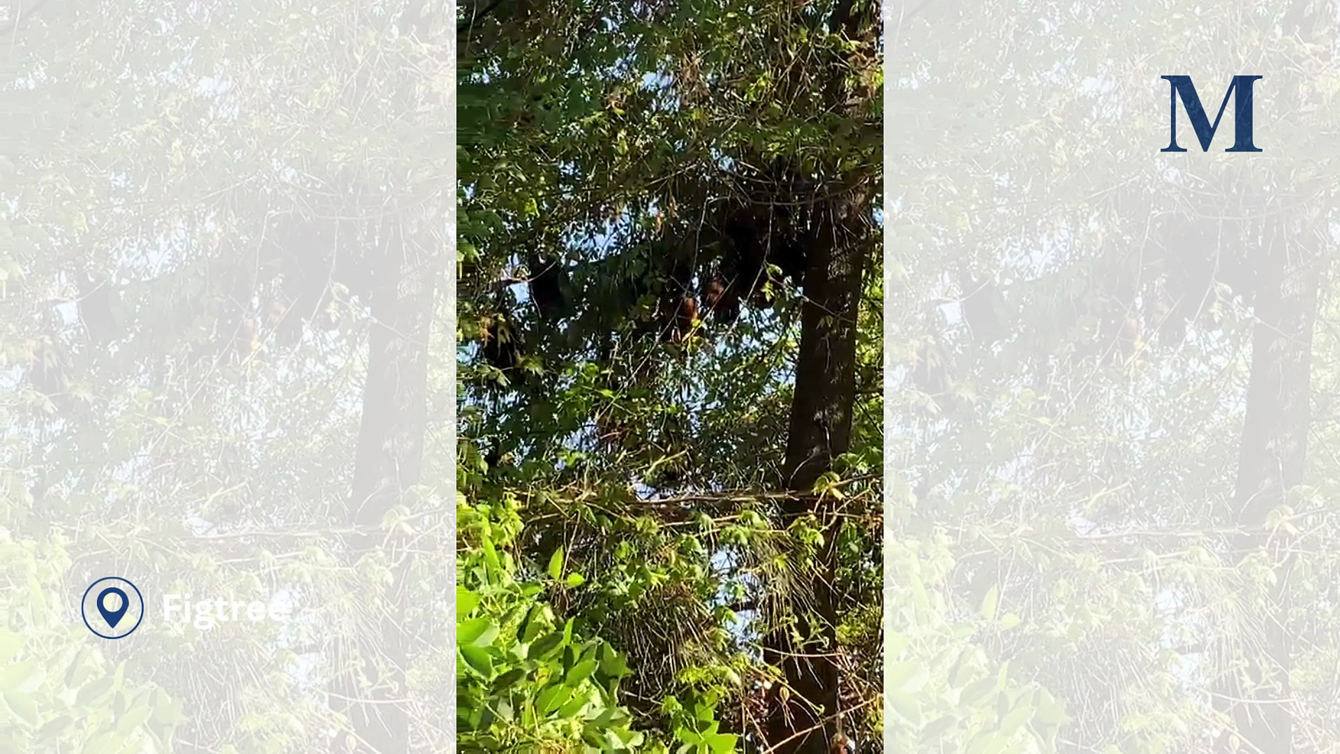 Flying foxes during an extreme heatwave | January 10, 2026 | Illawarra ...