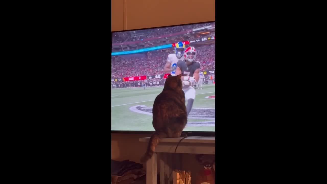 Cat catches football on TV during NFL game in Waco, USA