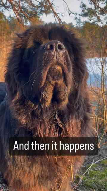Fluffy Newfie adventure – hiking with a gentle giant