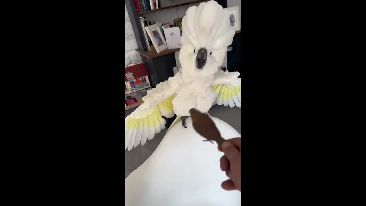 Cockatoo has a dramatic reaction to a musical toy bird in Lyme Regis ...